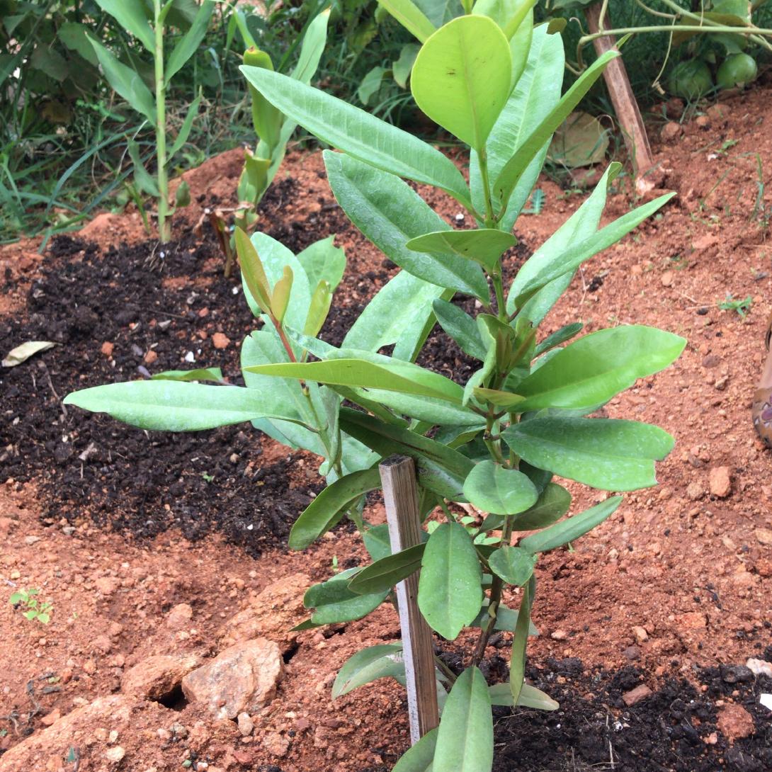 Cauvery Calling - Campaign will support farmers to plant 242 Cr trees