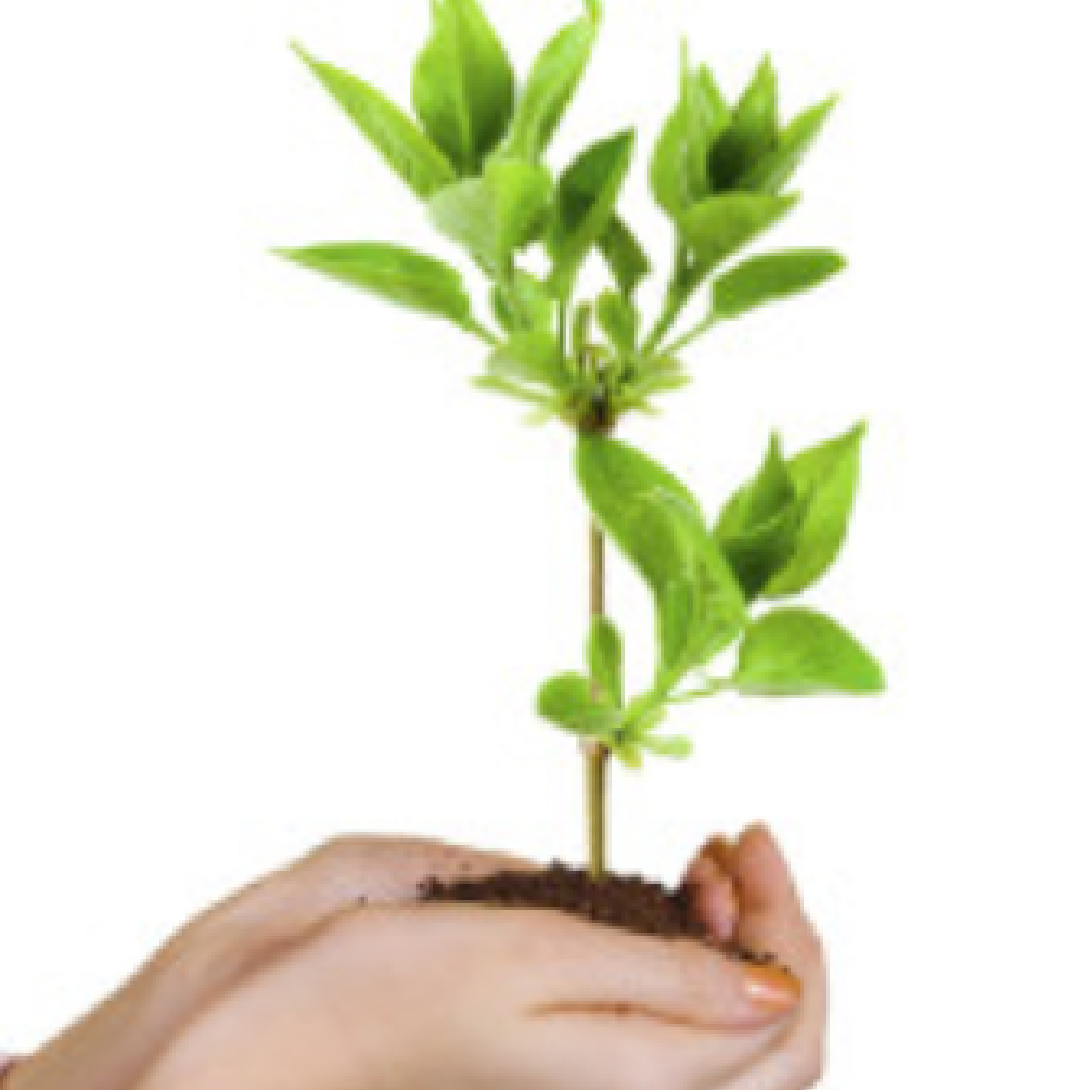 Need more oxygen? Ask a tree!