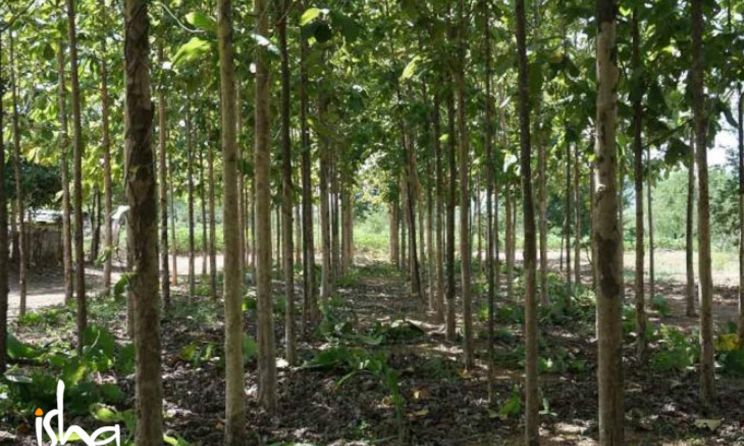 The Complete What, Why & How of Agroforestry