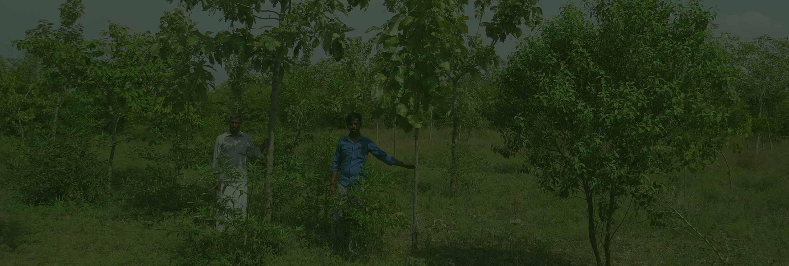 Track Your Tree Grow - Know How Your Donation Has Supported a Tree