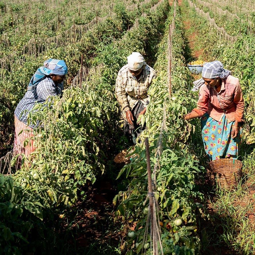 Farmer Producer Organization (FPOs)