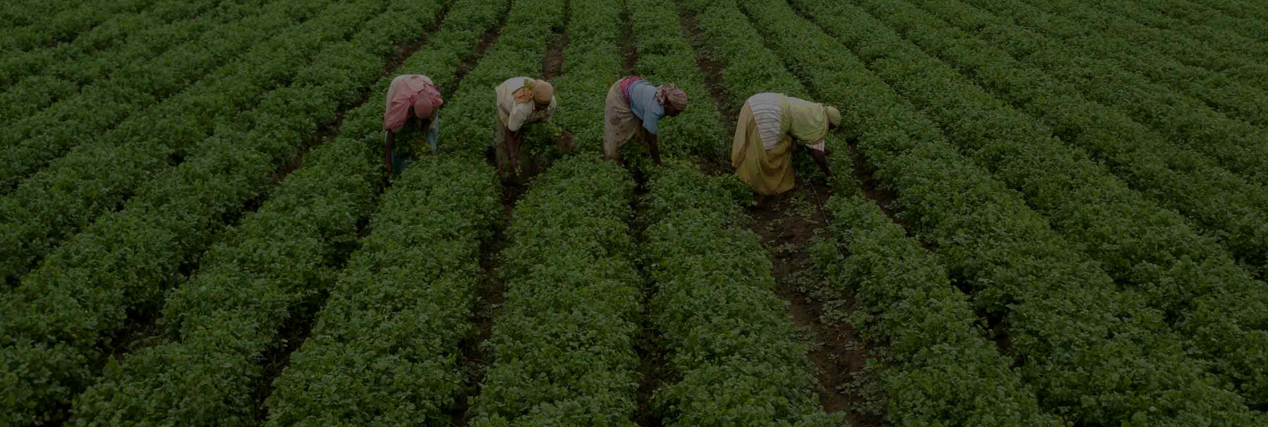 Farmer Producer Organization (FPOs)